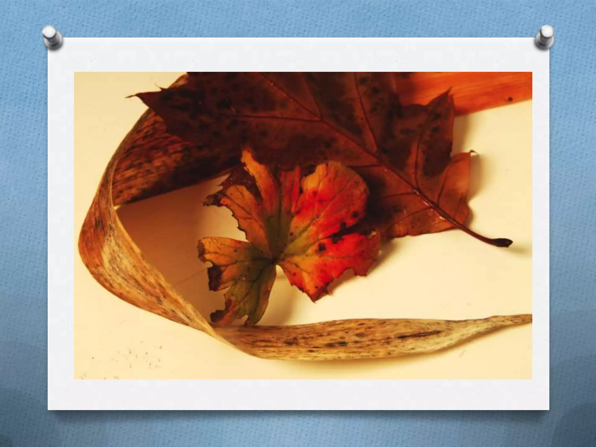 electronic profile | PPT