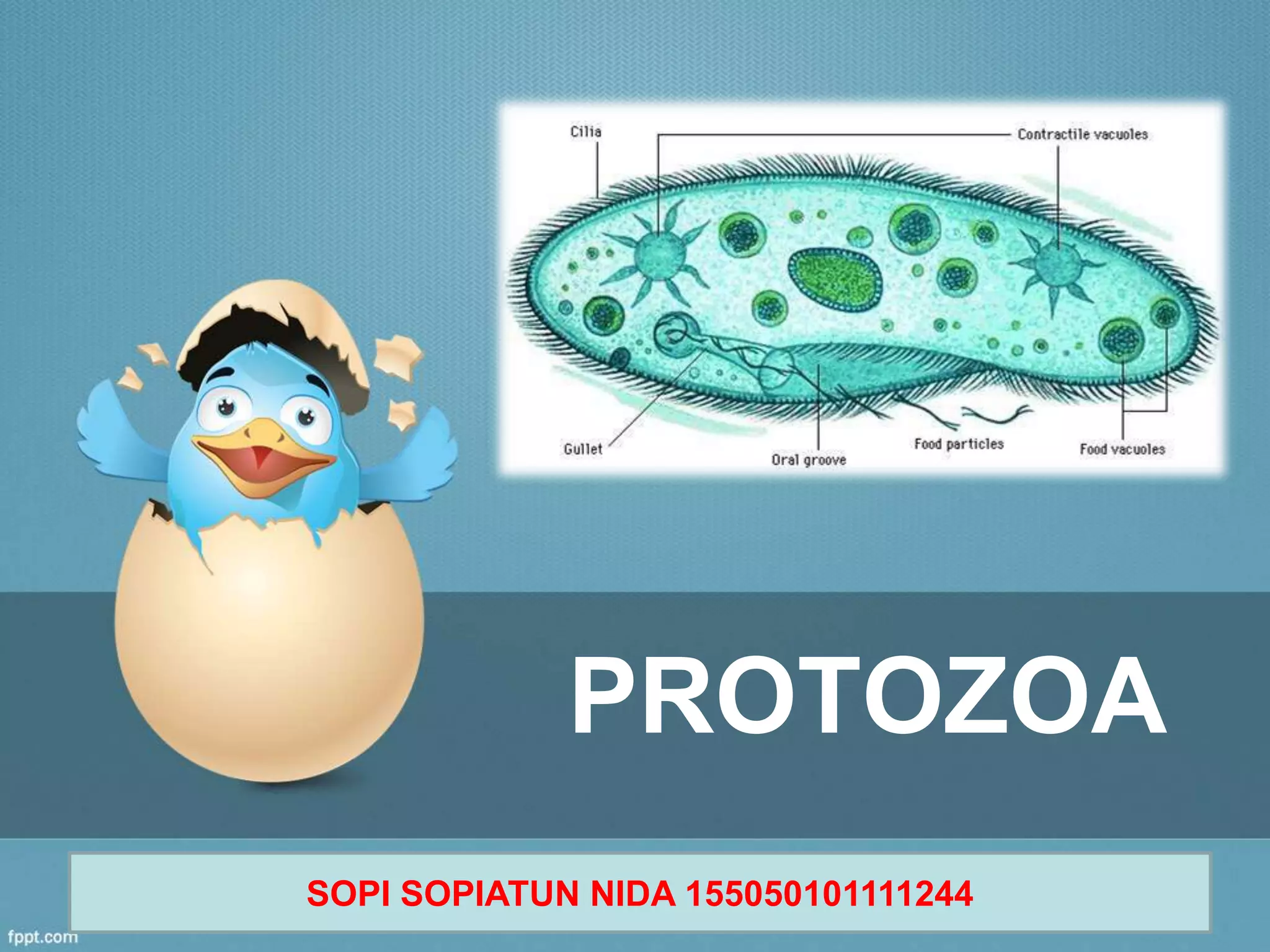 Protozoa | PPTX