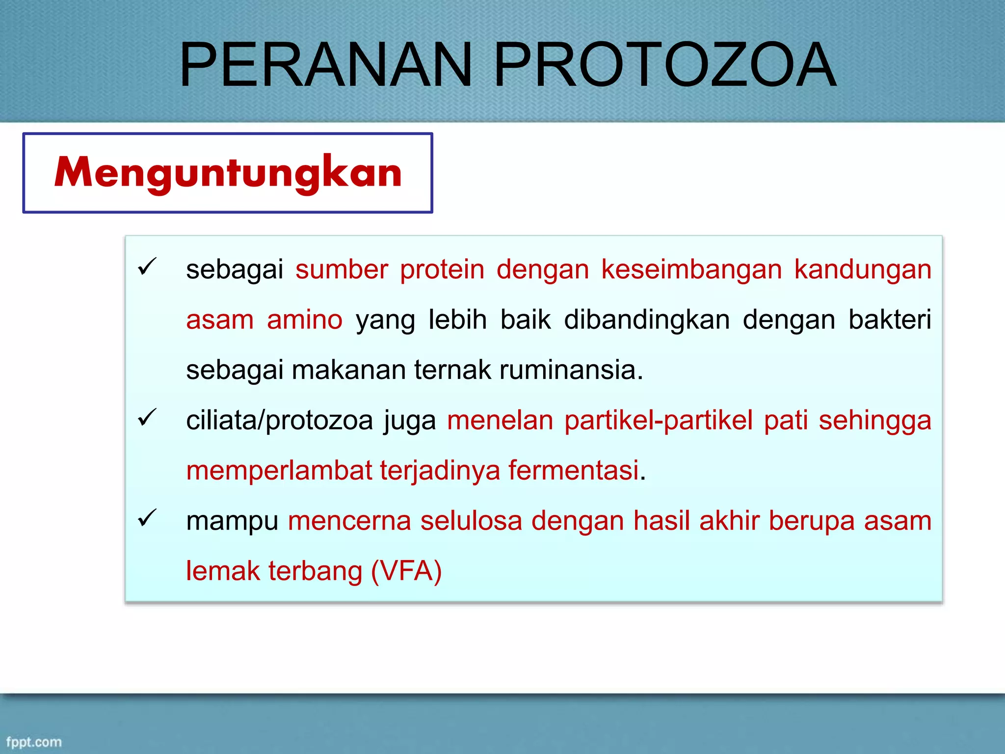 Protozoa | PPTX