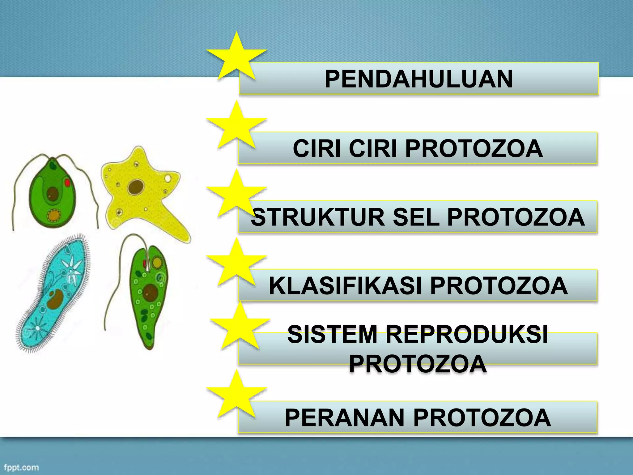 Protozoa | PPTX