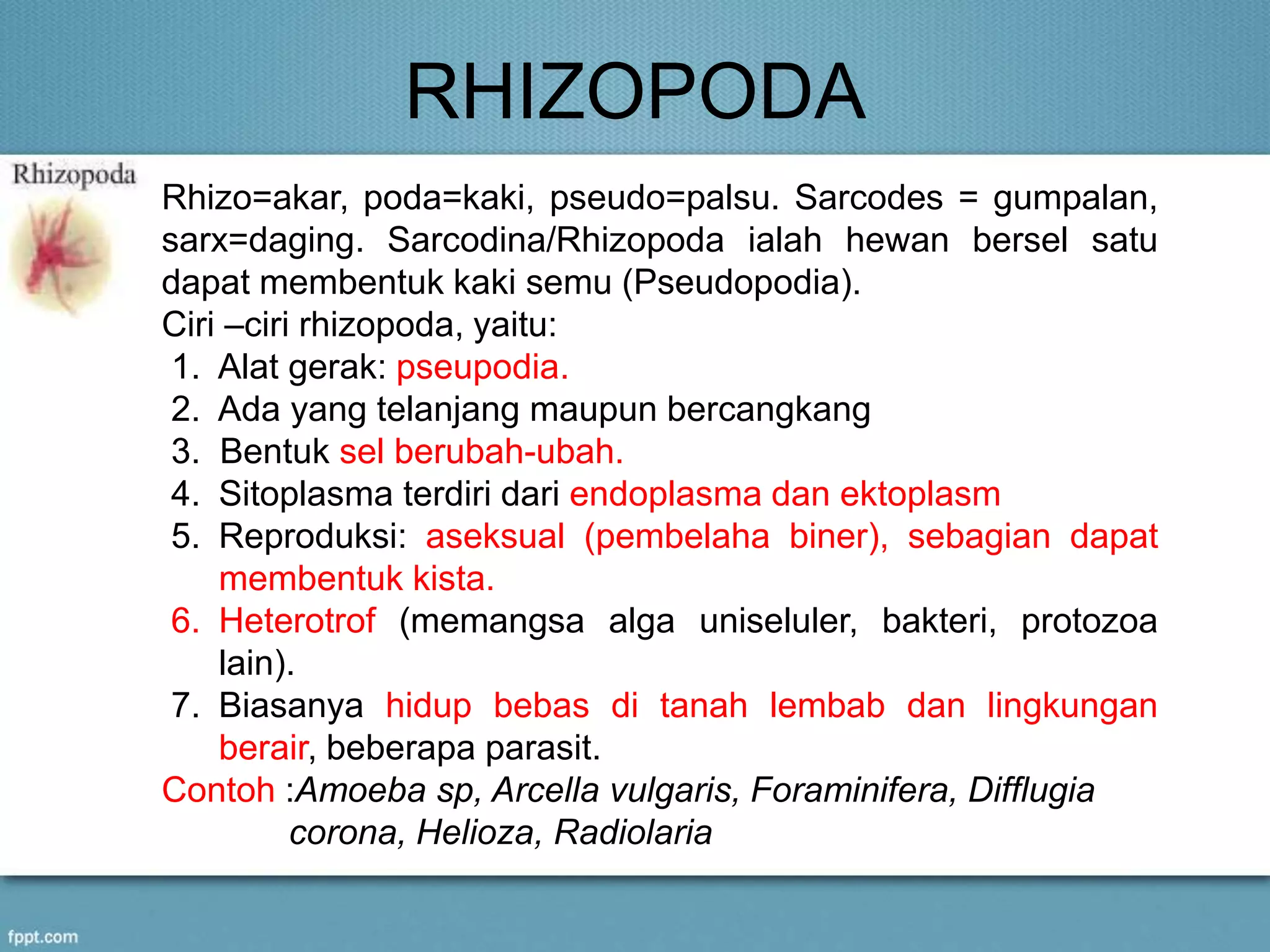 Protozoa | PPTX
