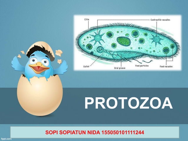 Protozoa | PPTX