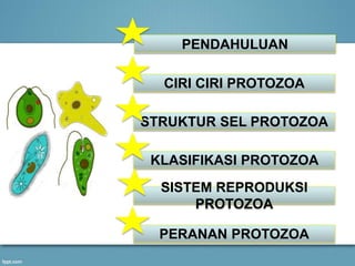 Protozoa | PPTX
