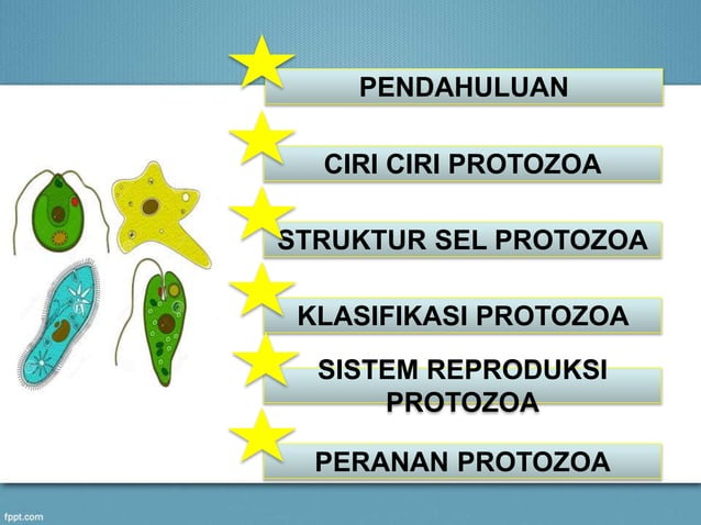 Protozoa | PPTX