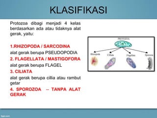 Protozoa | PPTX