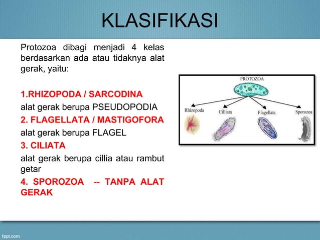 Protozoa | PPTX