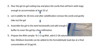 COMPLETE UPDATED RNA GEL ELECTROPHORESIS | PPTX