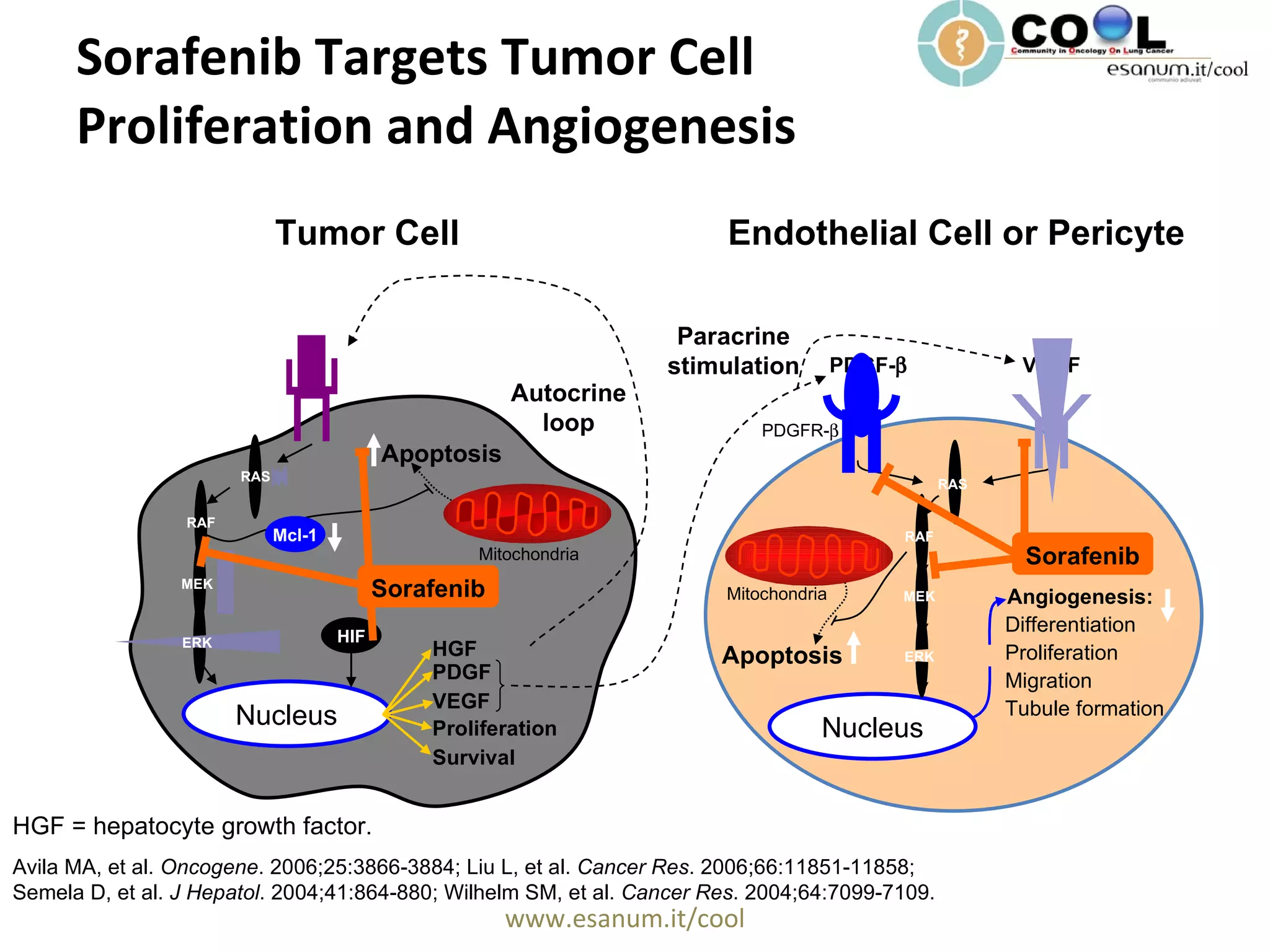 Sorafenib | PPT