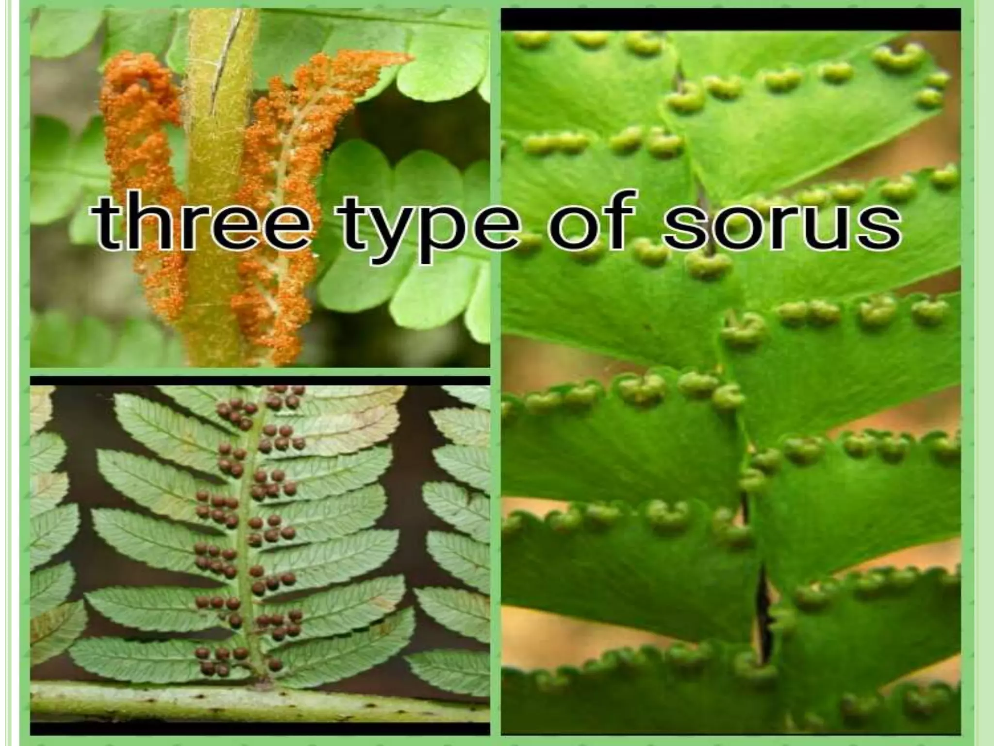 Soral evolution in ferns | PPTX