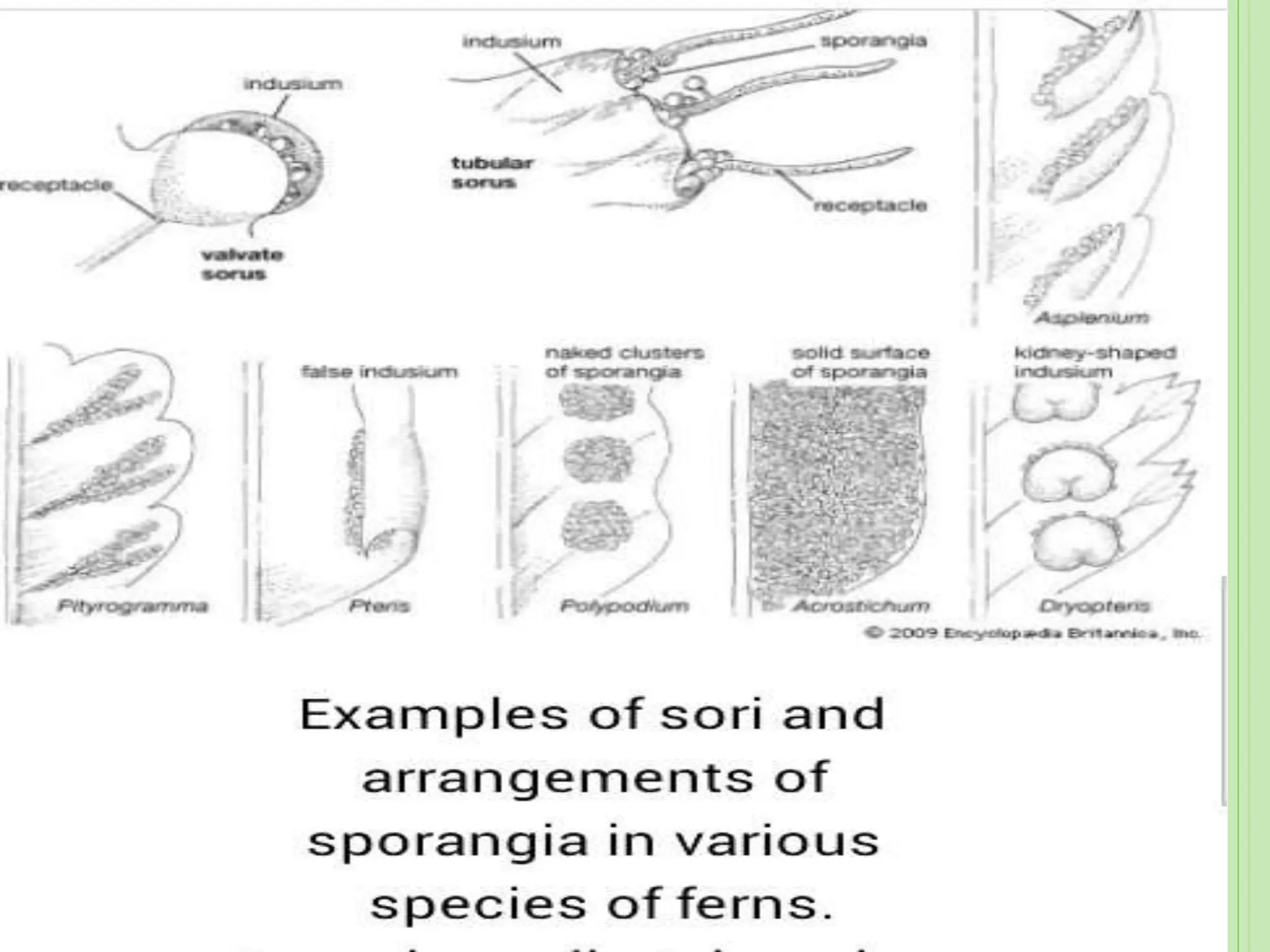 Soral evolution in ferns | PPTX