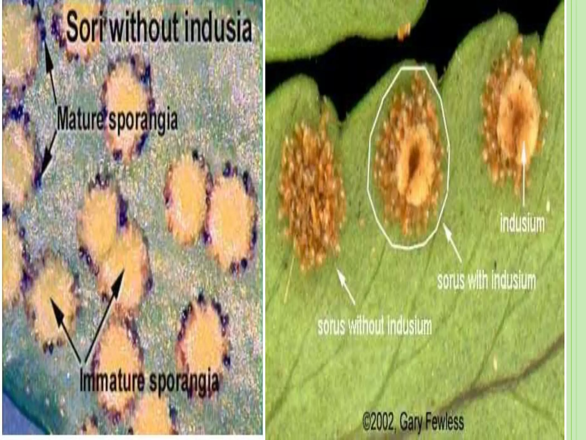 Soral evolution in ferns | PPTX