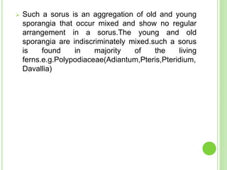 Soral evolution in ferns | PPTX