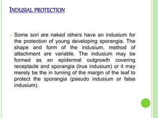 Soral evolution in ferns | PPTX