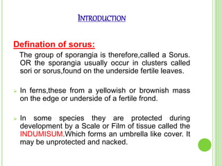 Soral evolution in ferns | PPTX