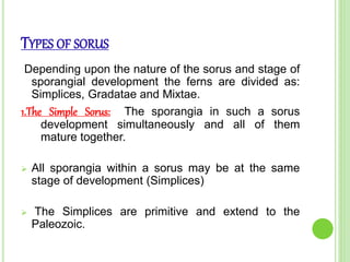 Soral evolution in ferns | PPTX