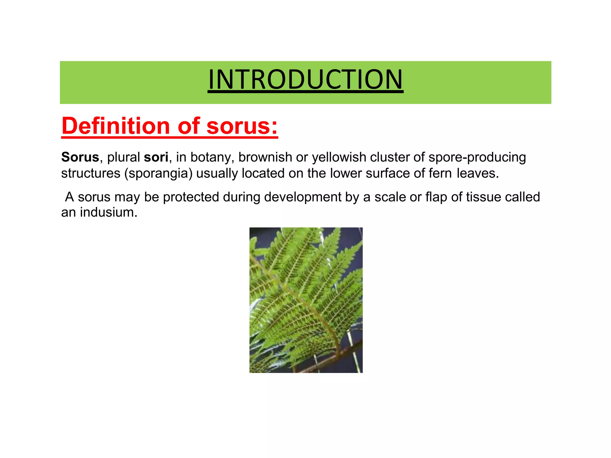 Soral evolution in filicopsida | PPTX