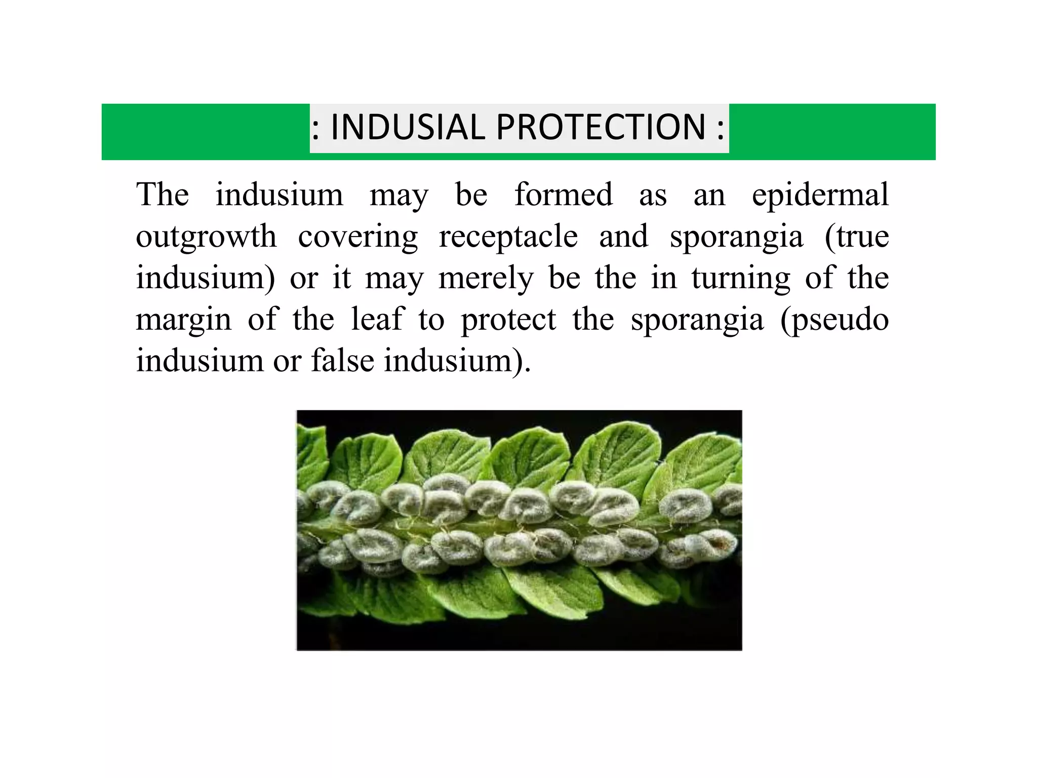 Soral evolution in filicopsida | PPTX