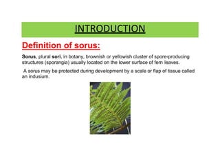 Soral evolution in filicopsida | PPTX