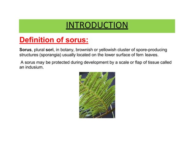 Soral evolution in filicopsida | PPTX | Geology | Science