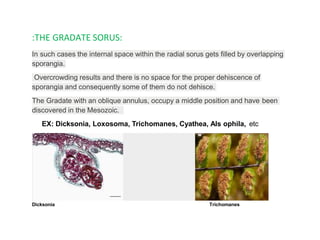 Soral evolution in filicopsida | PPTX