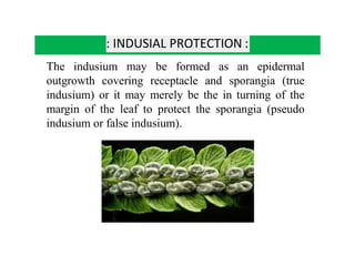 Soral evolution in filicopsida | PPTX