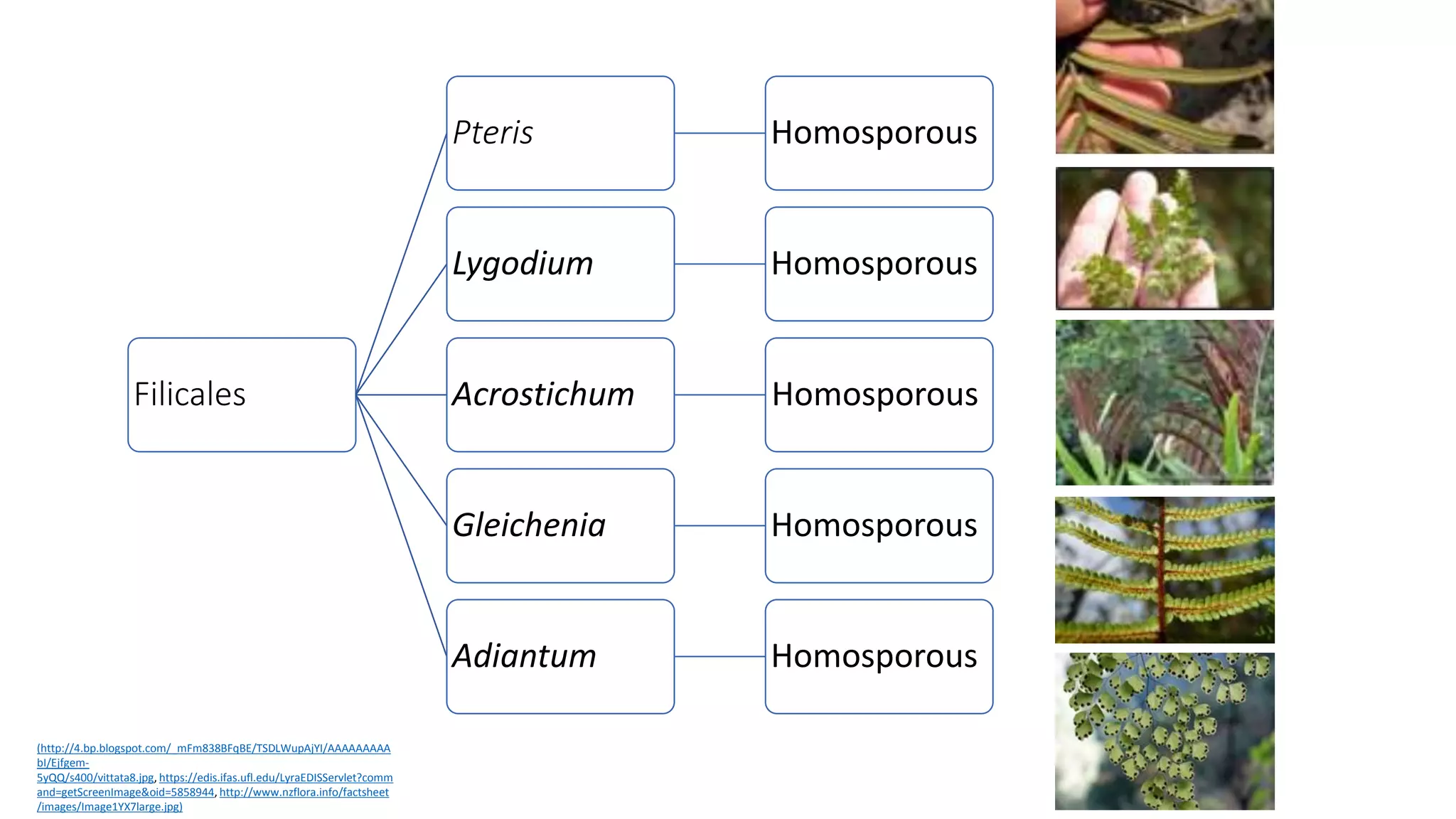 Soral & Sporangial Characters in pteridophytes.pptx
