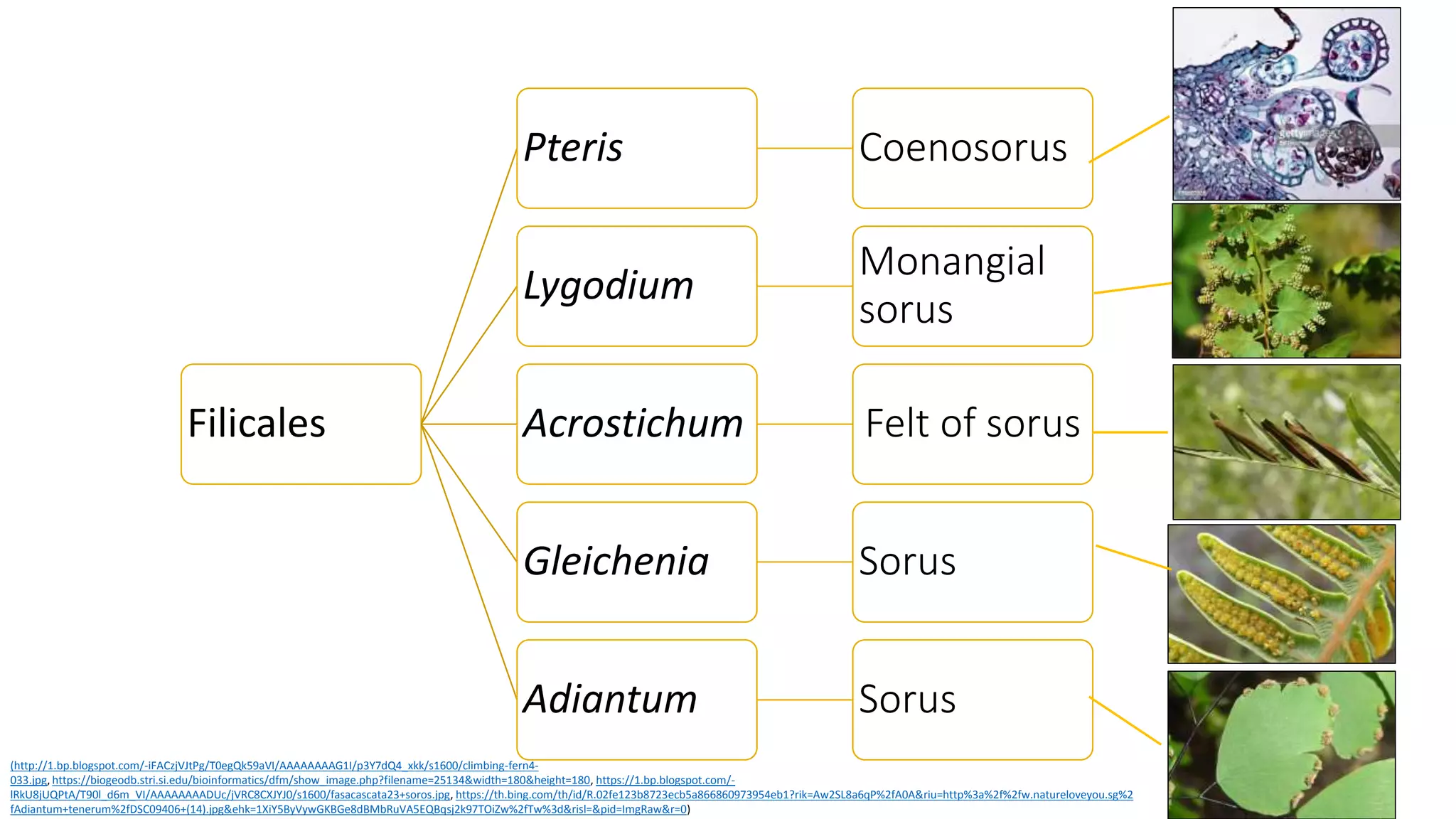 Soral & Sporangial Characters in pteridophytes.pptx