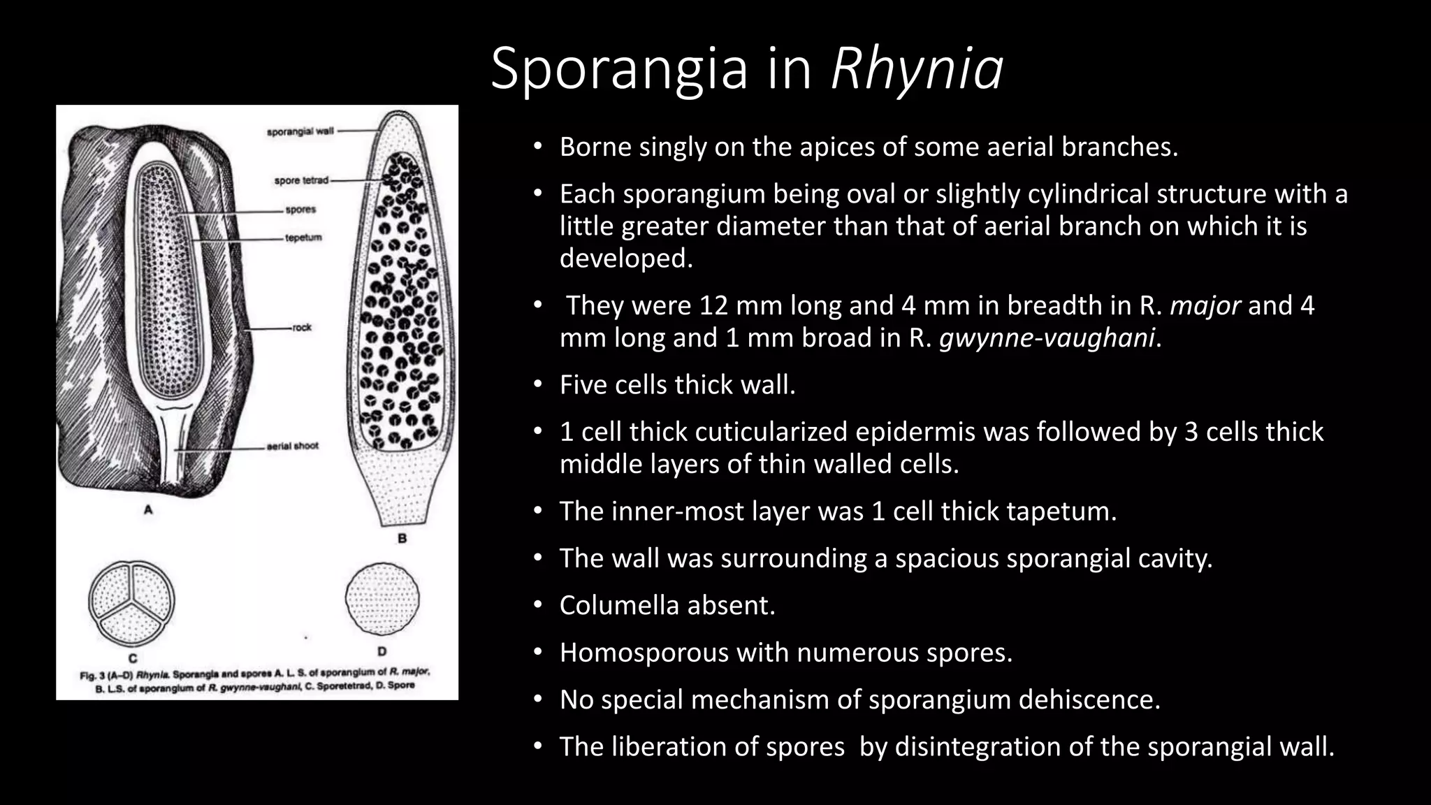 Soral & Sporangial Characters in pteridophytes.pptx