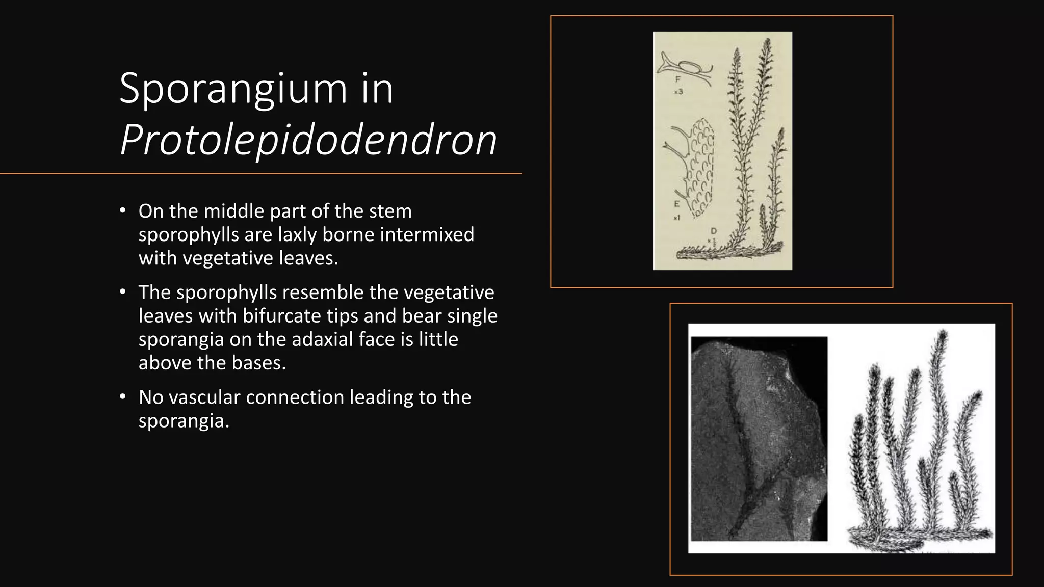 Soral & Sporangial Characters in pteridophytes.pptx