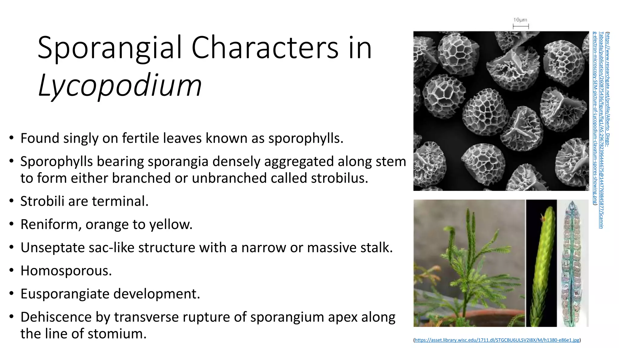 Soral & Sporangial Characters in pteridophytes.pptx