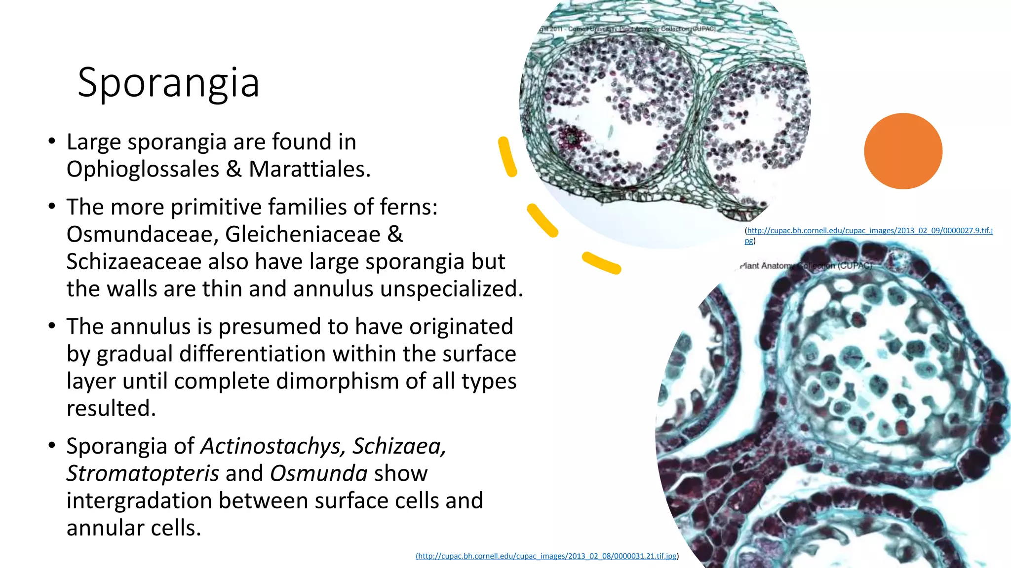 Soral & Sporangial Characters in pteridophytes.pptx