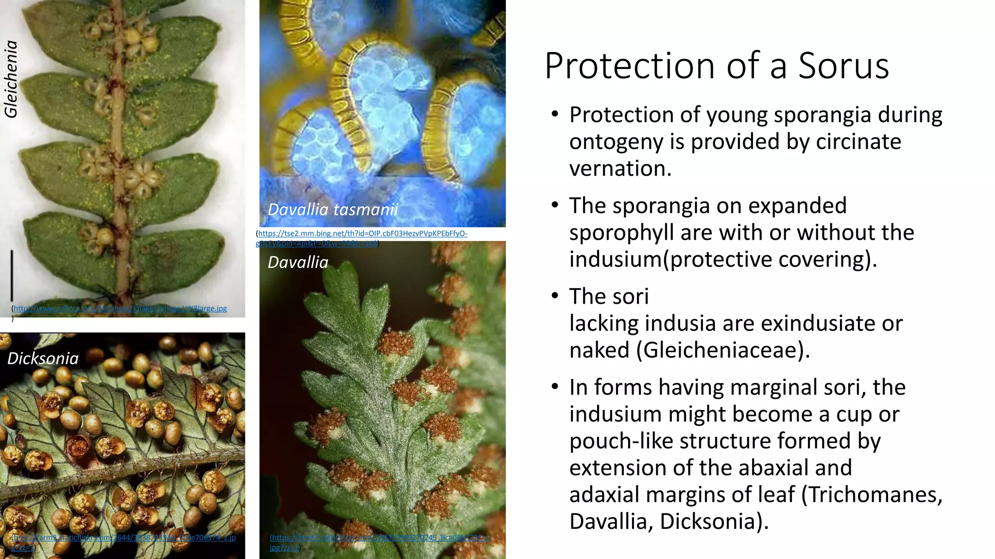 Soral & Sporangial Characters in pteridophytes.pptx