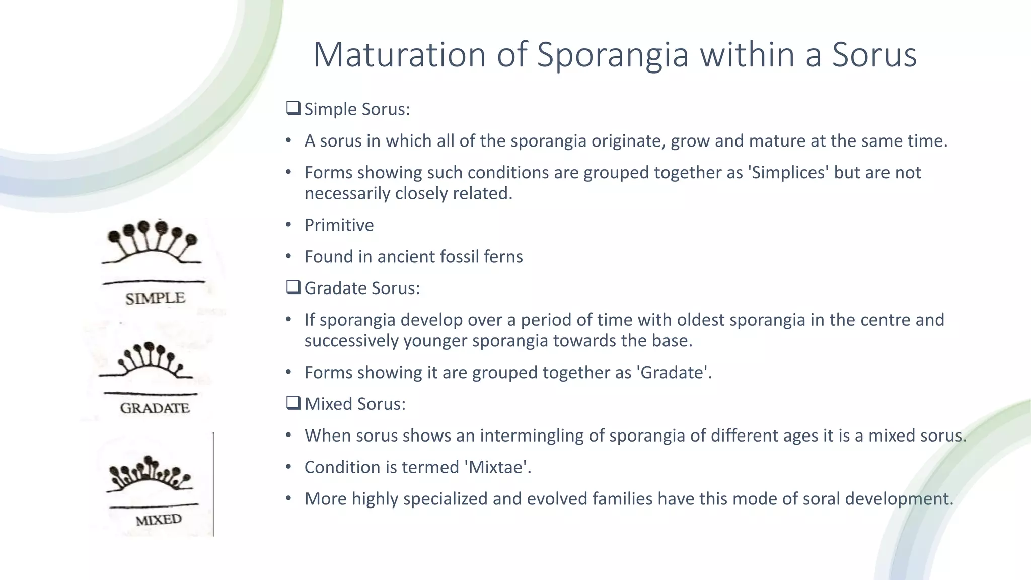 Soral & Sporangial Characters in pteridophytes.pptx