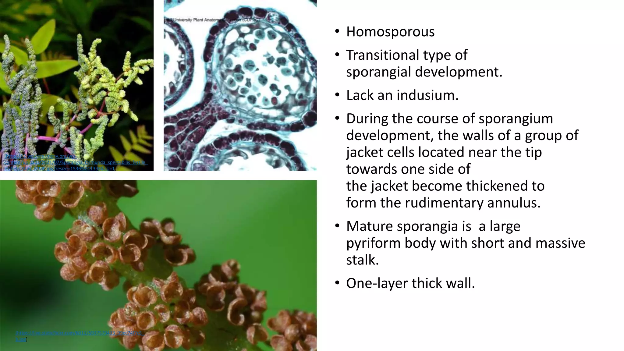 Soral & Sporangial Characters in pteridophytes.pptx