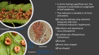 Soral & Sporangial Characters in pteridophytes.pptx