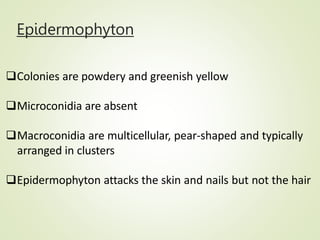 sorav debbarma presentation on dermatophytes.pptx