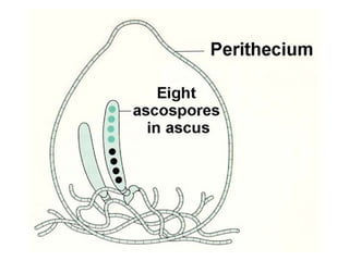 Sordaria Diagram