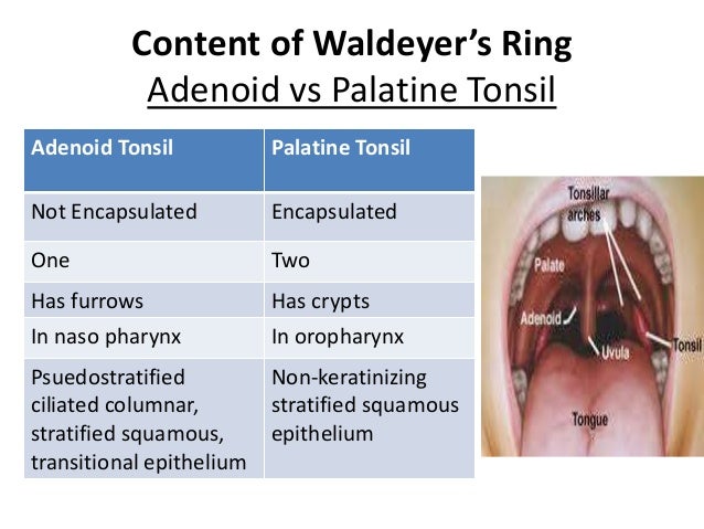 Waldeyers Ring Diagram