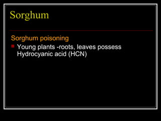 Sorghm | PPT
