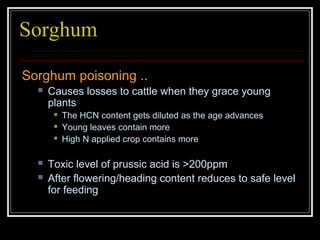 Sorghm | PPT