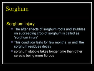Sorghm | PPT