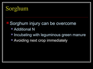 Sorghm | PPT