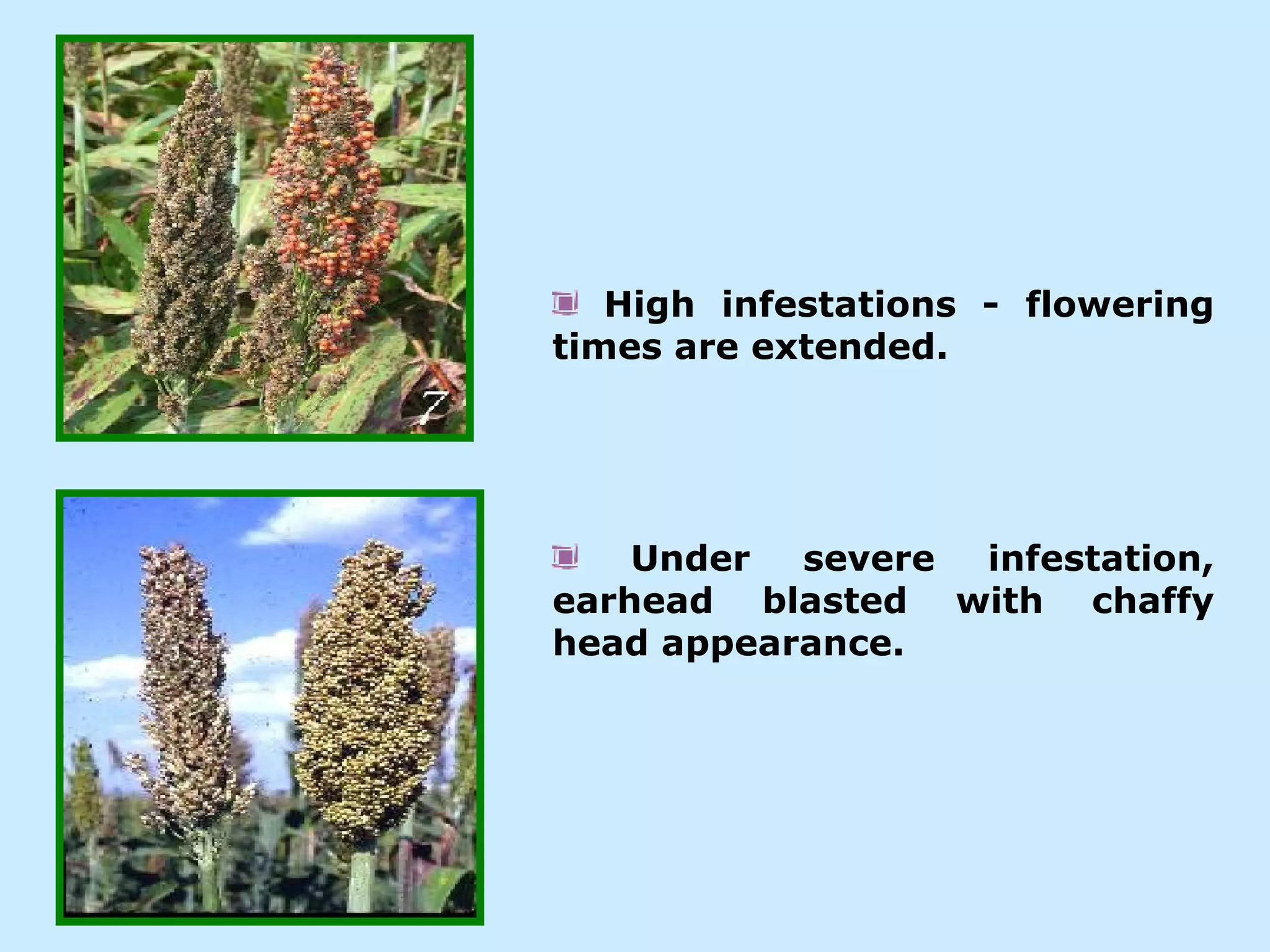 Recent Advances in Integrated Pest Management of Sorghum | PPT