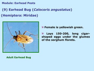 Recent Advances in Integrated Pest Management of Sorghum | PPT