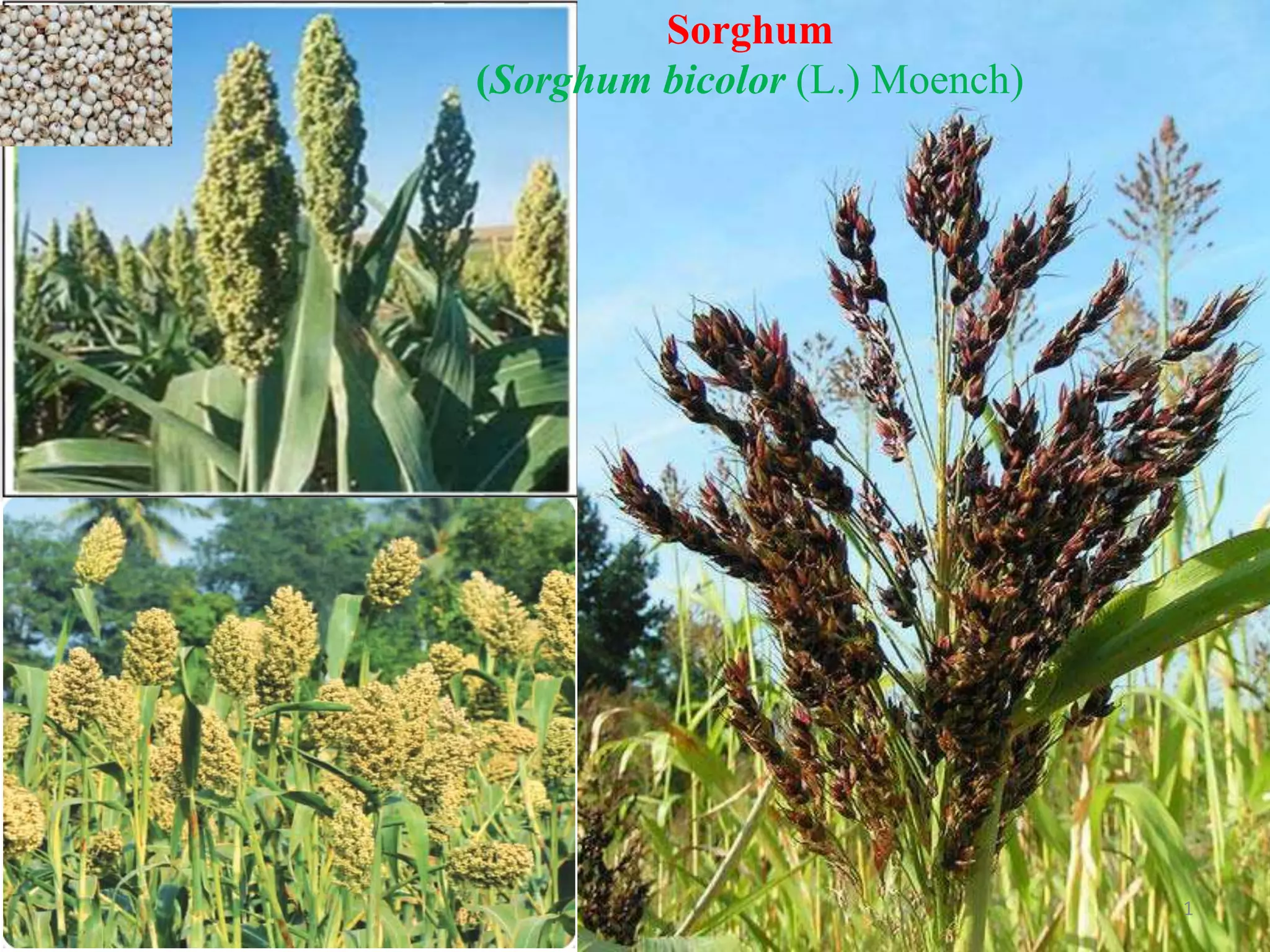 sorghum crop production technology AGRON 211 | PPTX