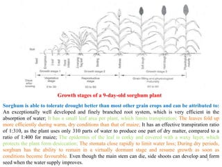 sorghum crop production technology AGRON 211 | PPTX