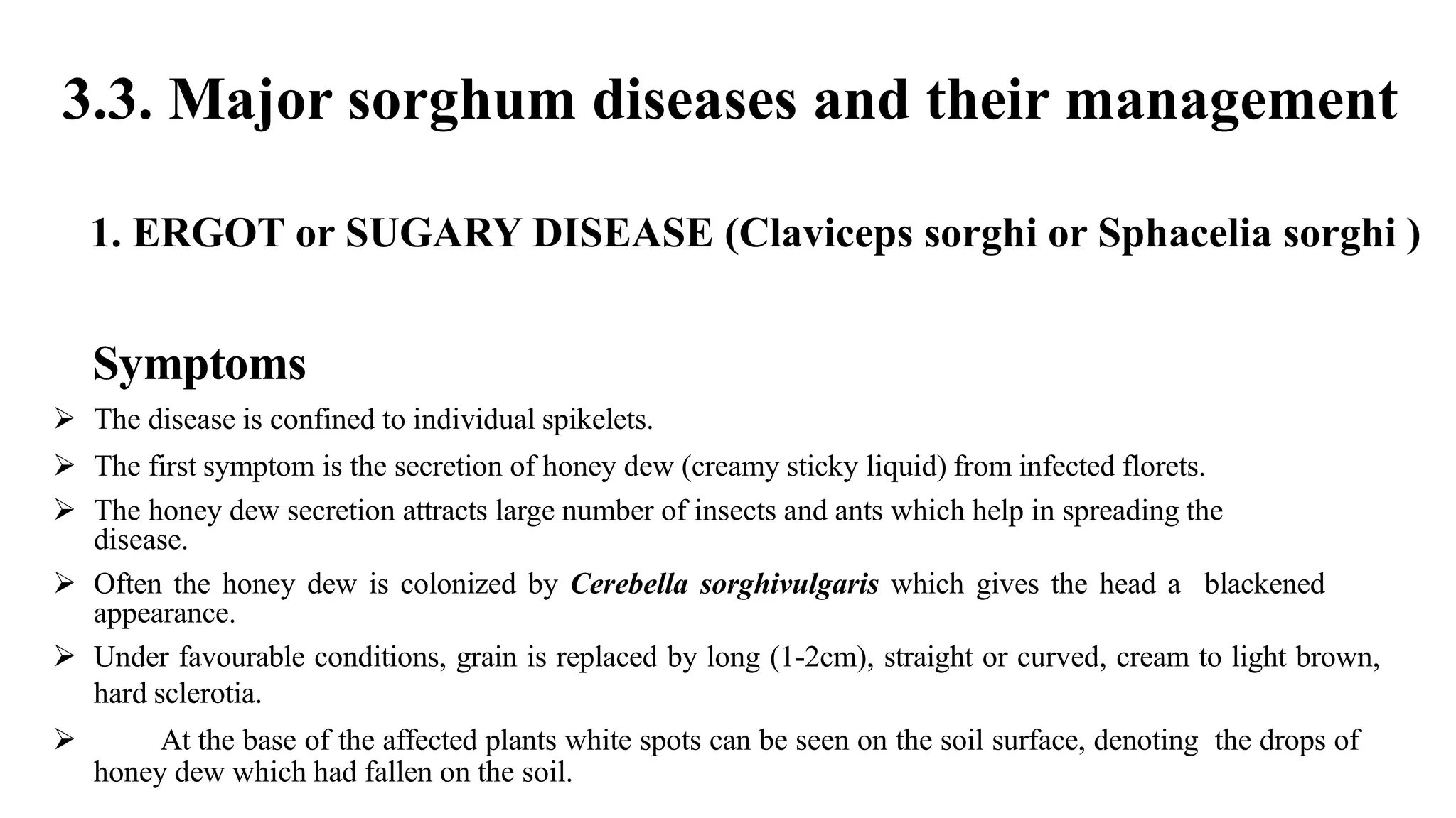 sorghum.pptx