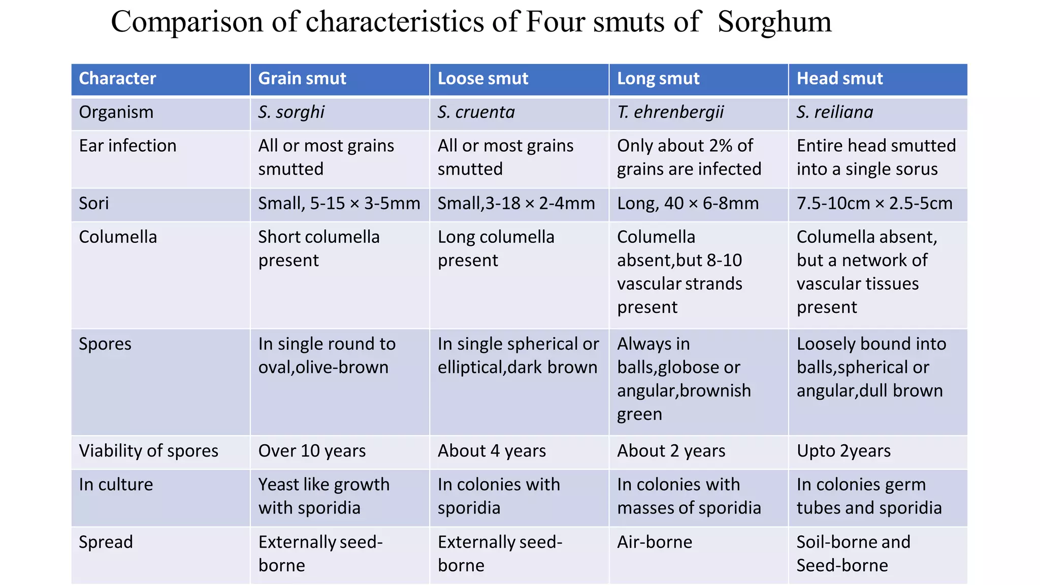 sorghum.pptx