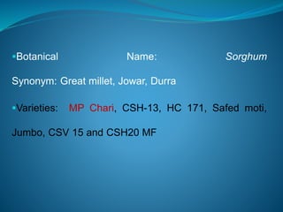 sorghum.pdf about knowing how to prooseed sorgham | PPT