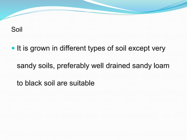 sorghum.pdf about knowing how to prooseed sorgham | PPT